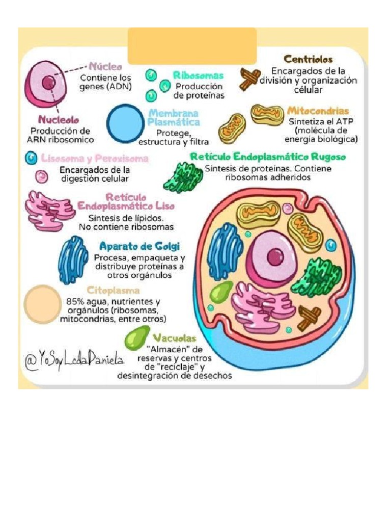 Organelos Y Sus Funciones