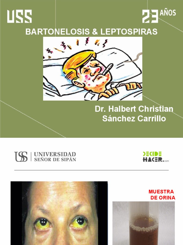 Clase 10. Bartonelosis Leptospiras | PDF | Enfermedades y trastornos ...