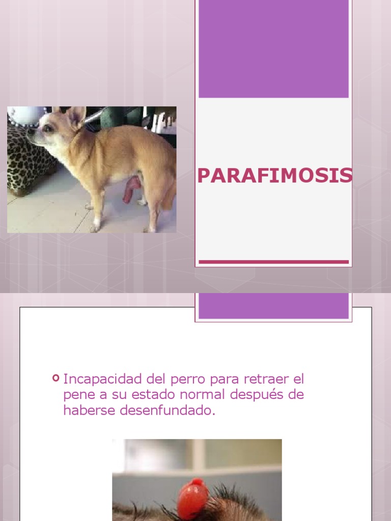 PARAFIMOSIS y FIMOSIS (1) | PDF