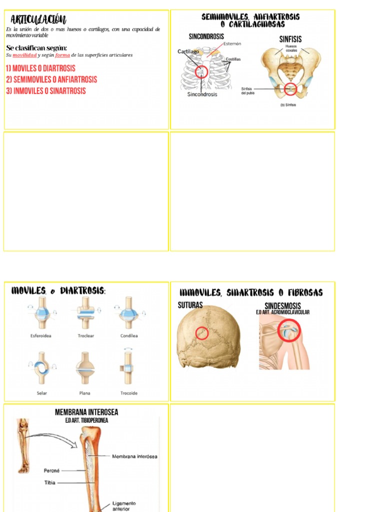 FLASHCARD Articulaciones | PDF