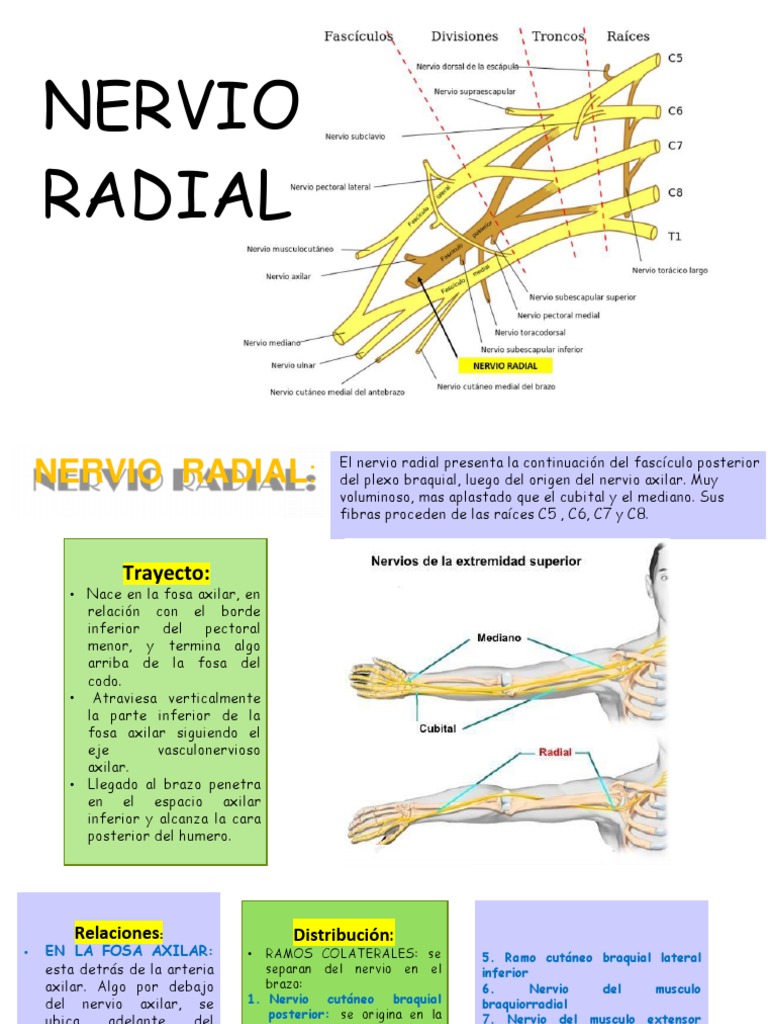 Trayecto y función del nervio radial | PDF | Neuroanatomía ...