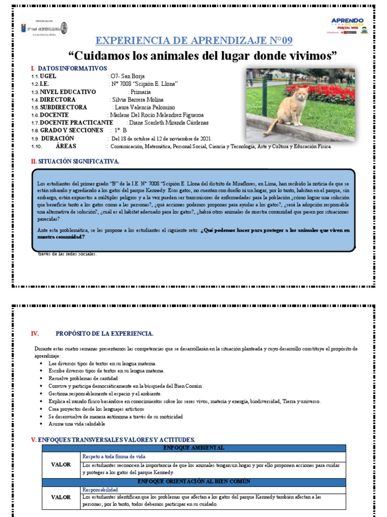 Experiencia | PDF | Aprendizaje | Gatos