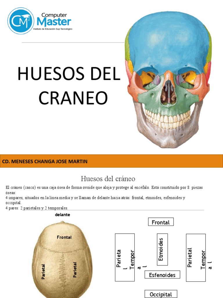 Huesos Del Craneo Pdf