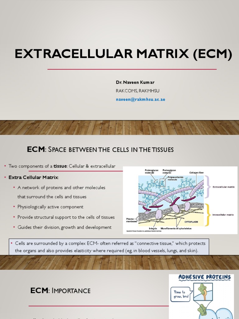 ECM in Pathology and Healing | PDF