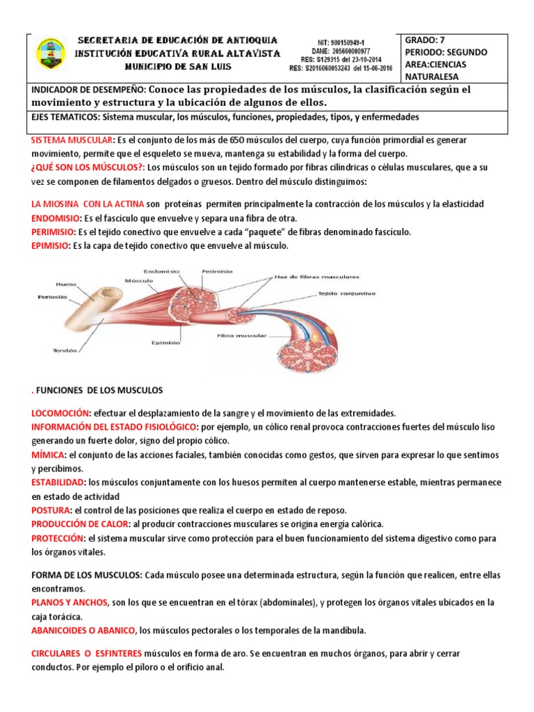 Guía del Sistema Muscular para Niños | PDF | Músculo esquelético | Anatomía