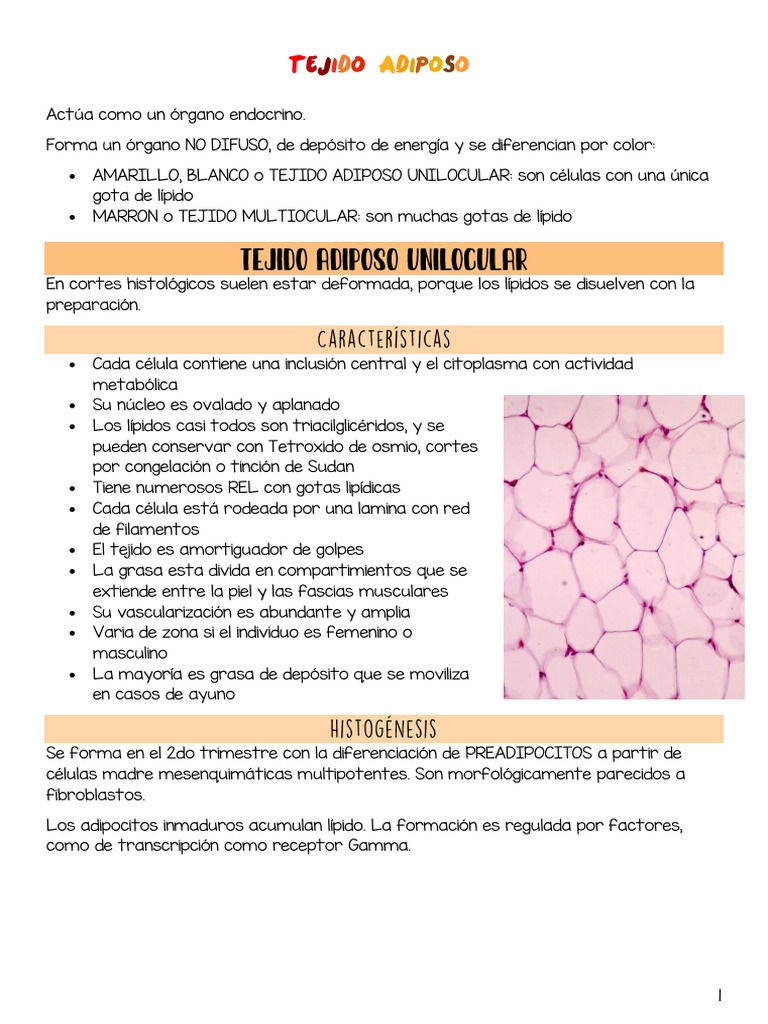 TP 2 TEJIDO ADIPOSO | PDF | Tejido adiposo | Lípido