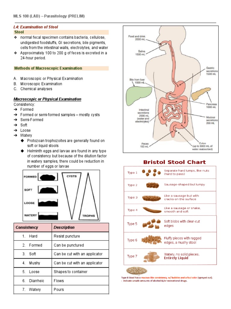 L4 - Examination of Stool PDF | PDF | Cooking, Food & Wine | Science ...