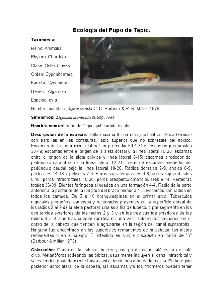 Ecología del Pez Pupo en Nayarit | PDF