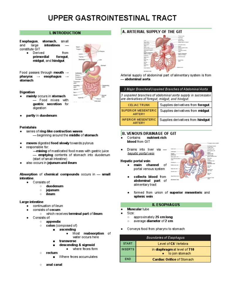 Anatomy - Upper GI | PDF