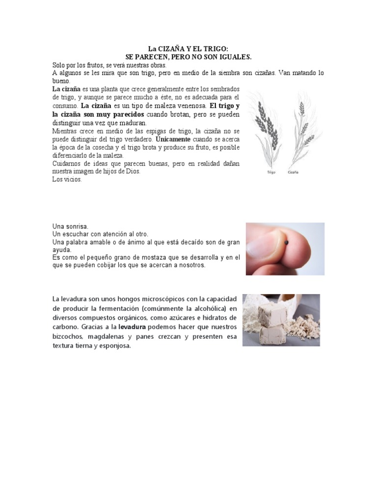 La CIZAÑA Y EL TRIGO | PDF | Ciencia y matemáticas