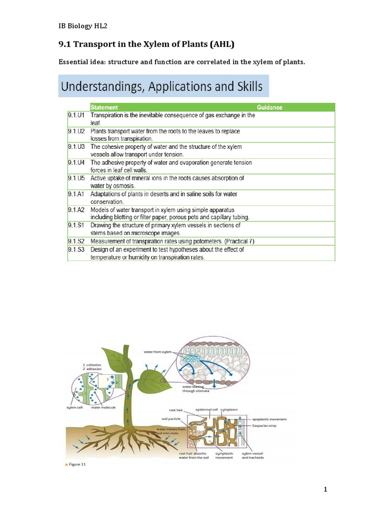 Xylem Transport and Transpiration | PDF | Leaf | Stoma