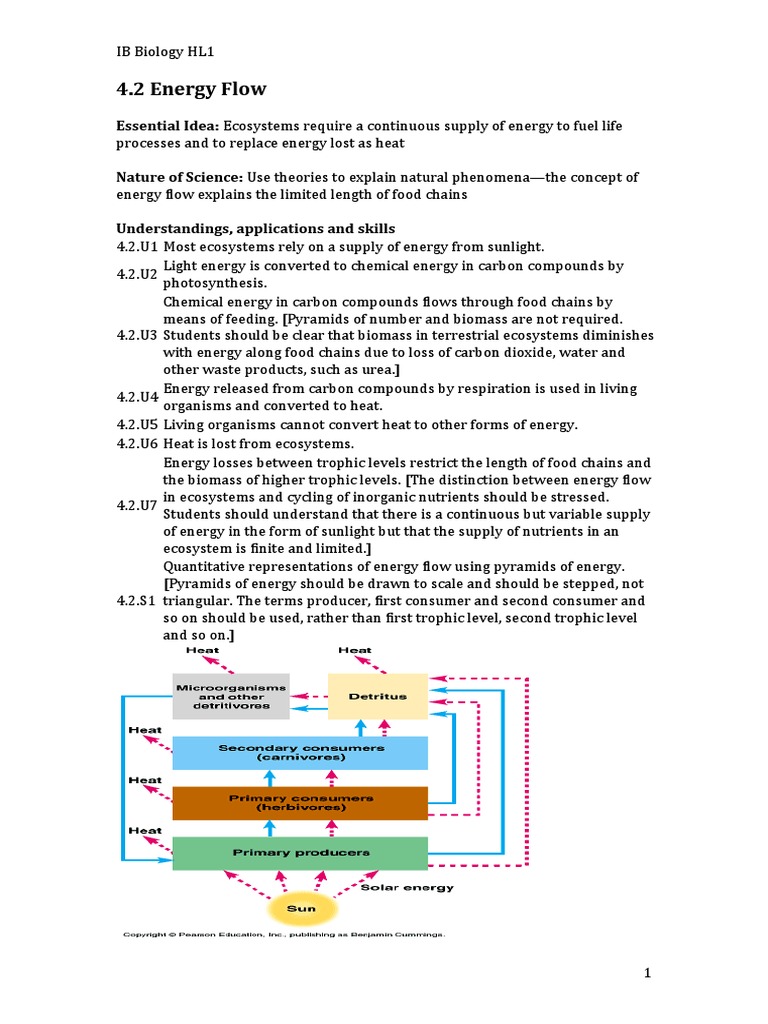 4.2 Energy Flow | PDF | Food Web | Ecosystem