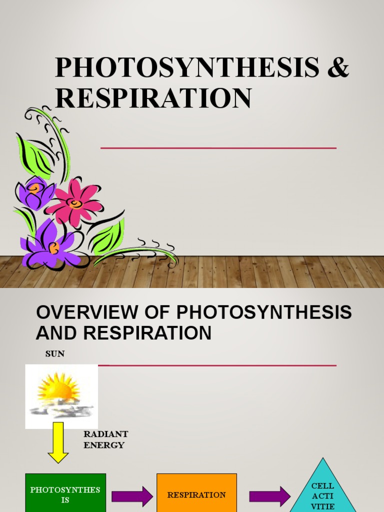 Overview of Photosynthesis Process | PDF