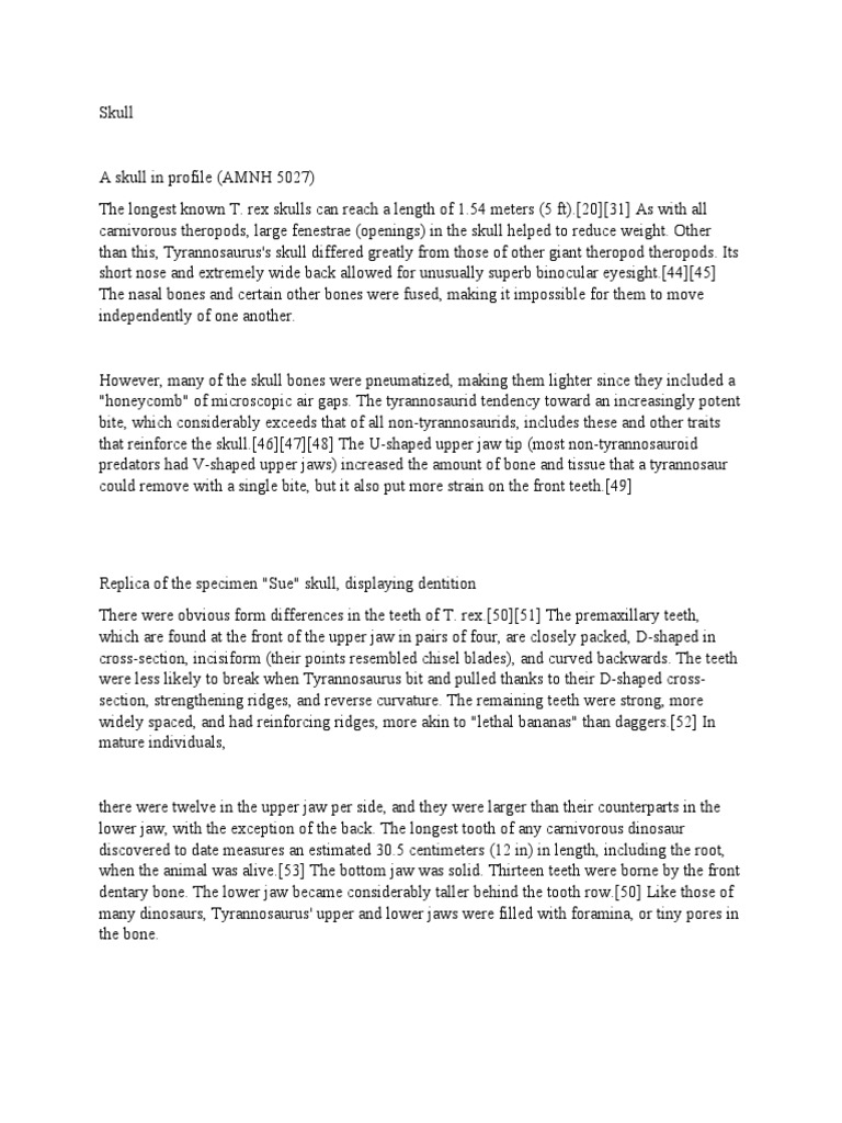 A Skull in Profile (AMNH 5027) | PDF
