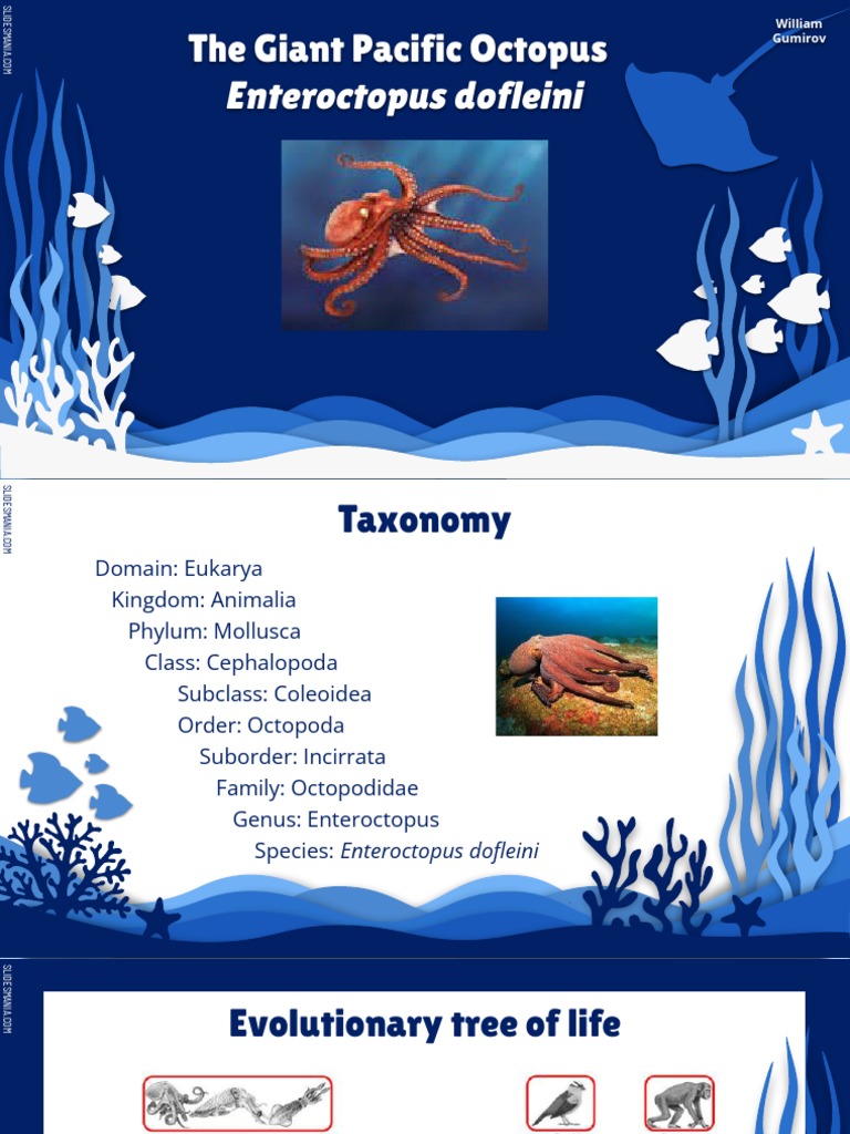 Giant Pacific Octopus Presentation | PDF | Octopus | Zoology