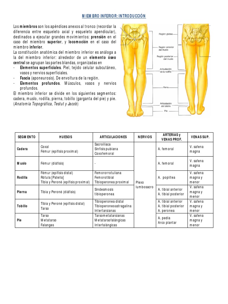 Anatomía de la Cadera y Pelvis | PDF | Pelvis | Sistema esquelético