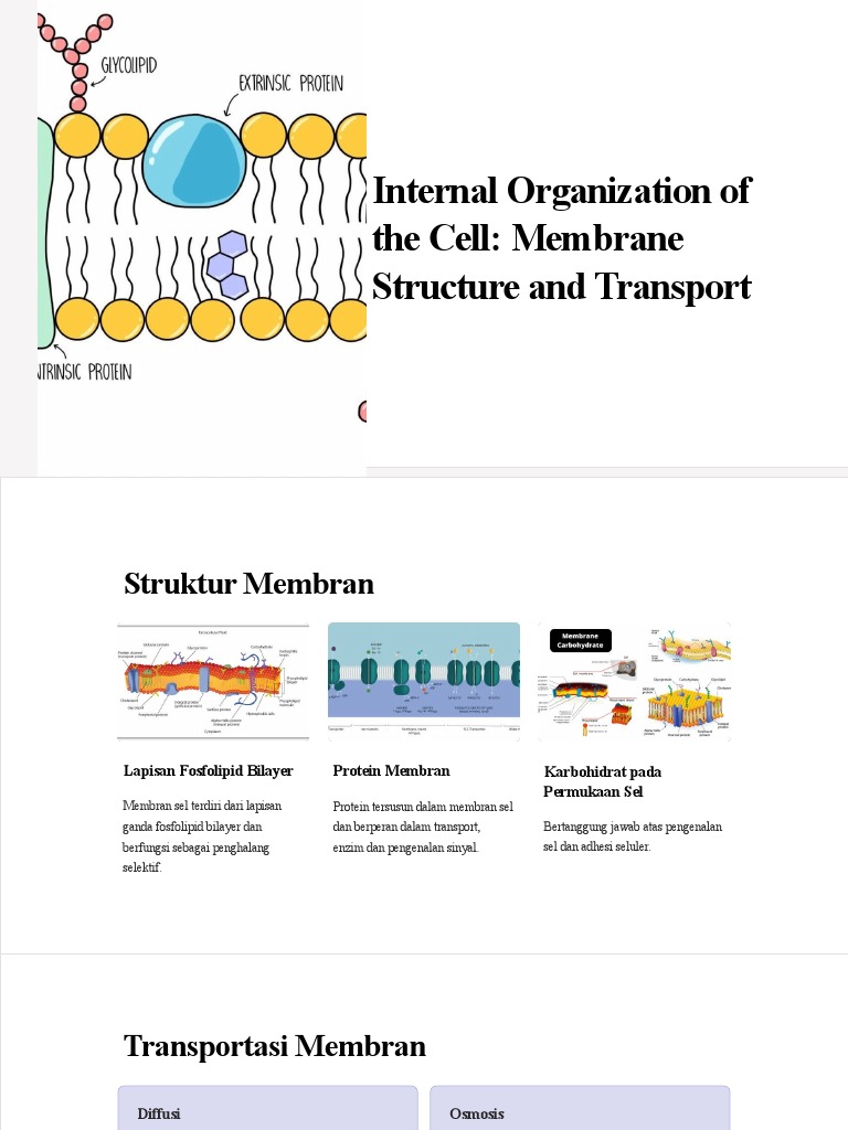 Internal Organization of The Cell Membrane Structure and Transport | PDF
