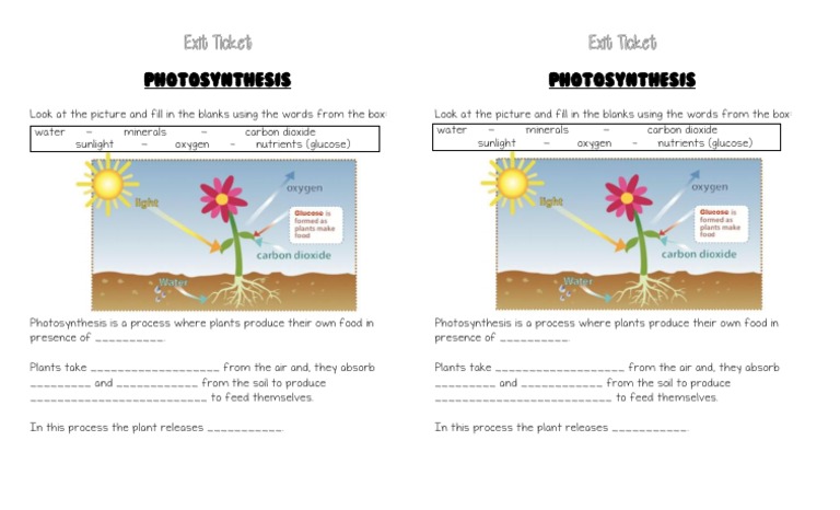 Exit Ticket - Photosyntheis1 | PDF