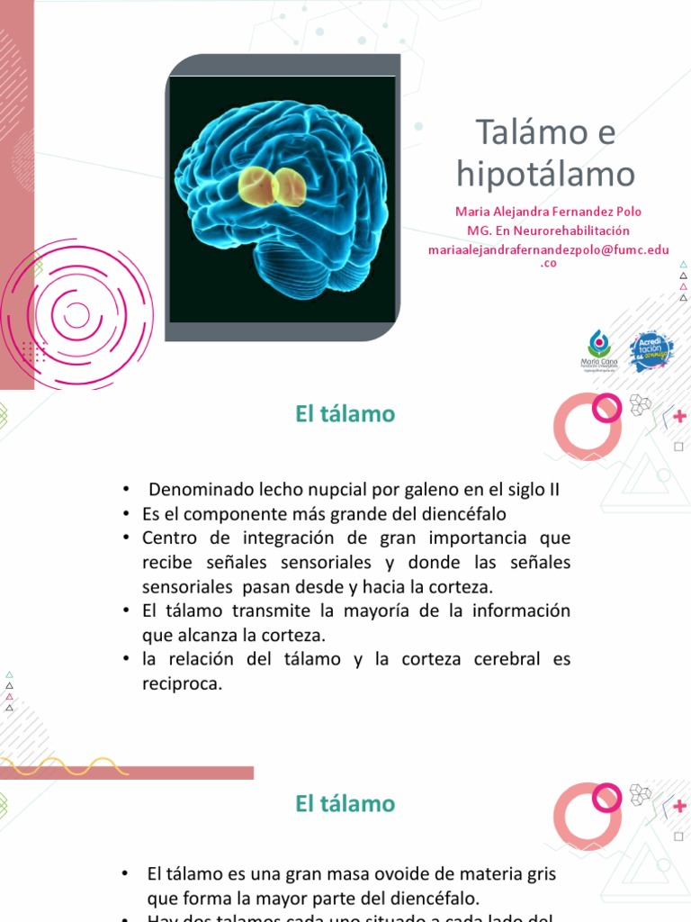 Talamo e Hipotalamo | PDF