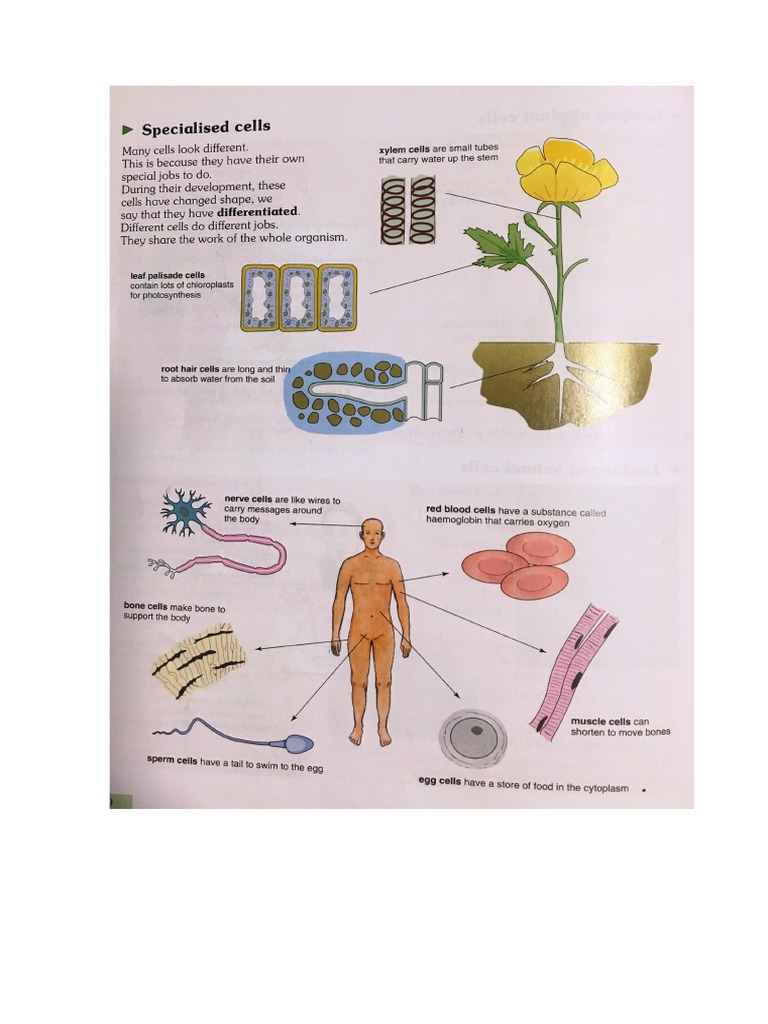 Specialized Cells-1 | PDF