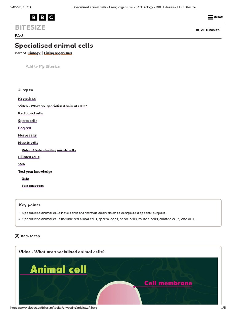 Specialised Animal Cells - Living Organisms - KS3 Biology - BBC ...