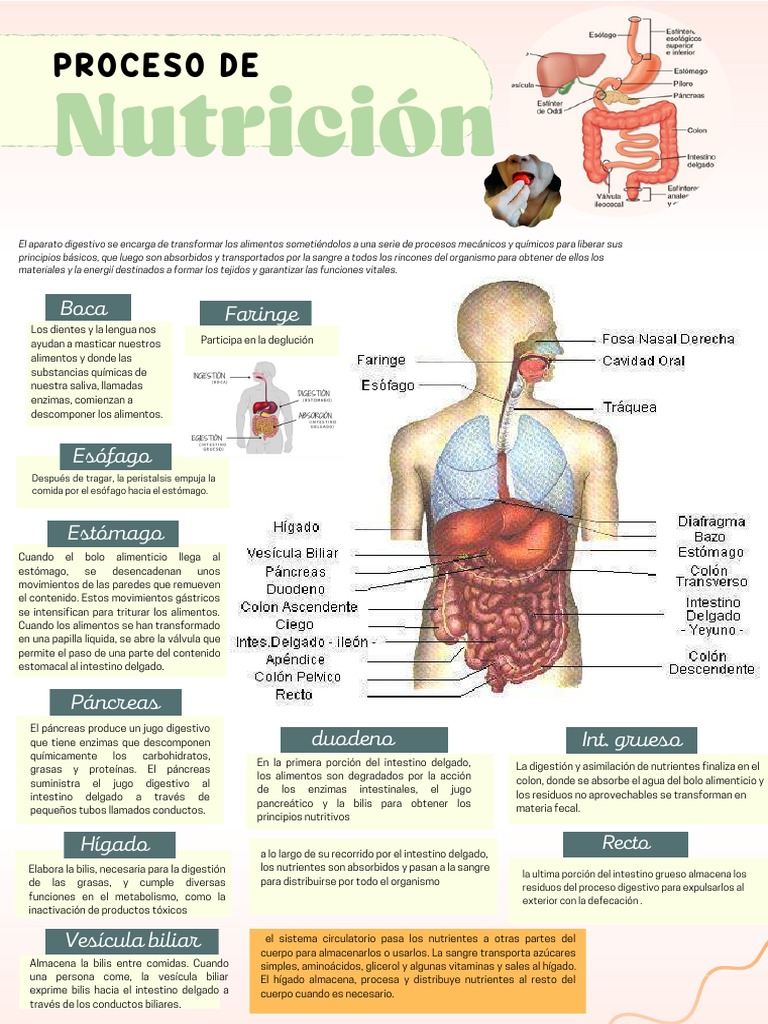 Proceso de Nutrición (Básico) | PDF | Sistema digestivo humano | Digestión