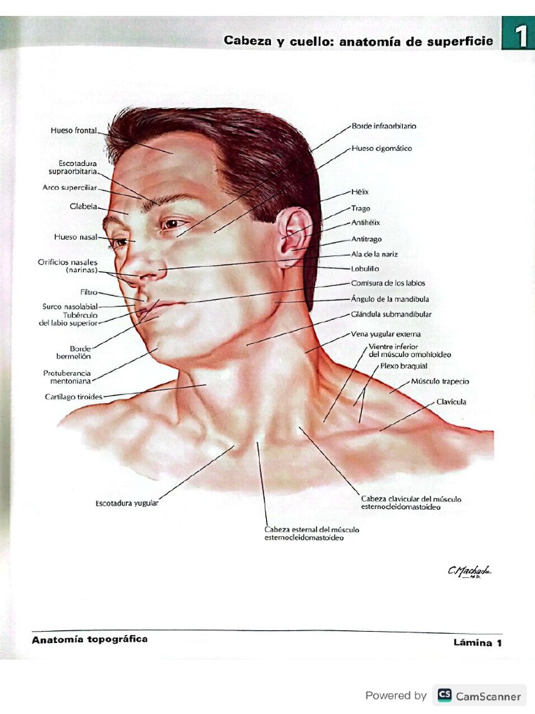 Anatomía de Netter Libro | PDF