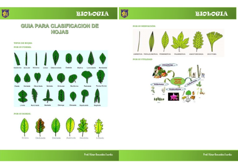 Guia para Clasificacion de Hojas - Herbario | PDF Guia para Clasificacion de Hojas - Herbario | PDF