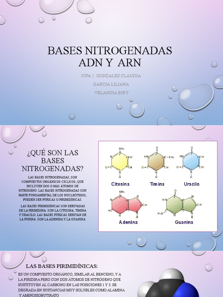 Bases Nitrogenadas en ADN y ARN | PDF