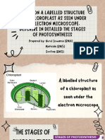 Chloroplast Labelled A Level Diagram | PDF | Chloroplast | Cell (Biology)