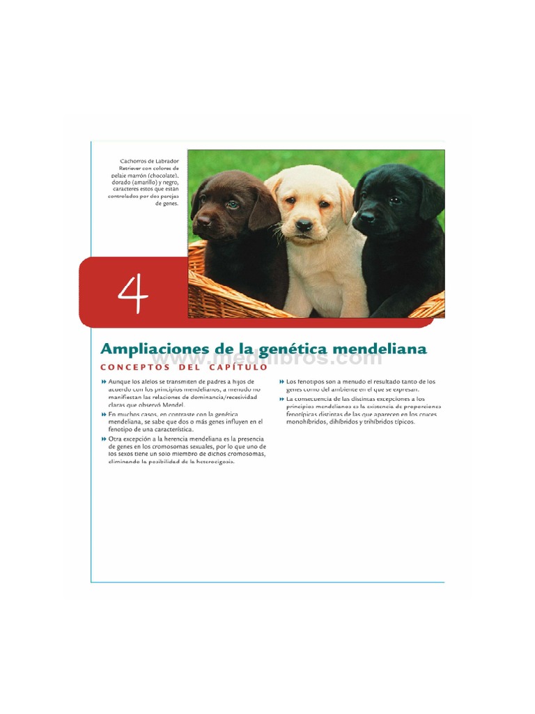 Conceptos de Genética - Klug 10ed - Cap4 | PDF