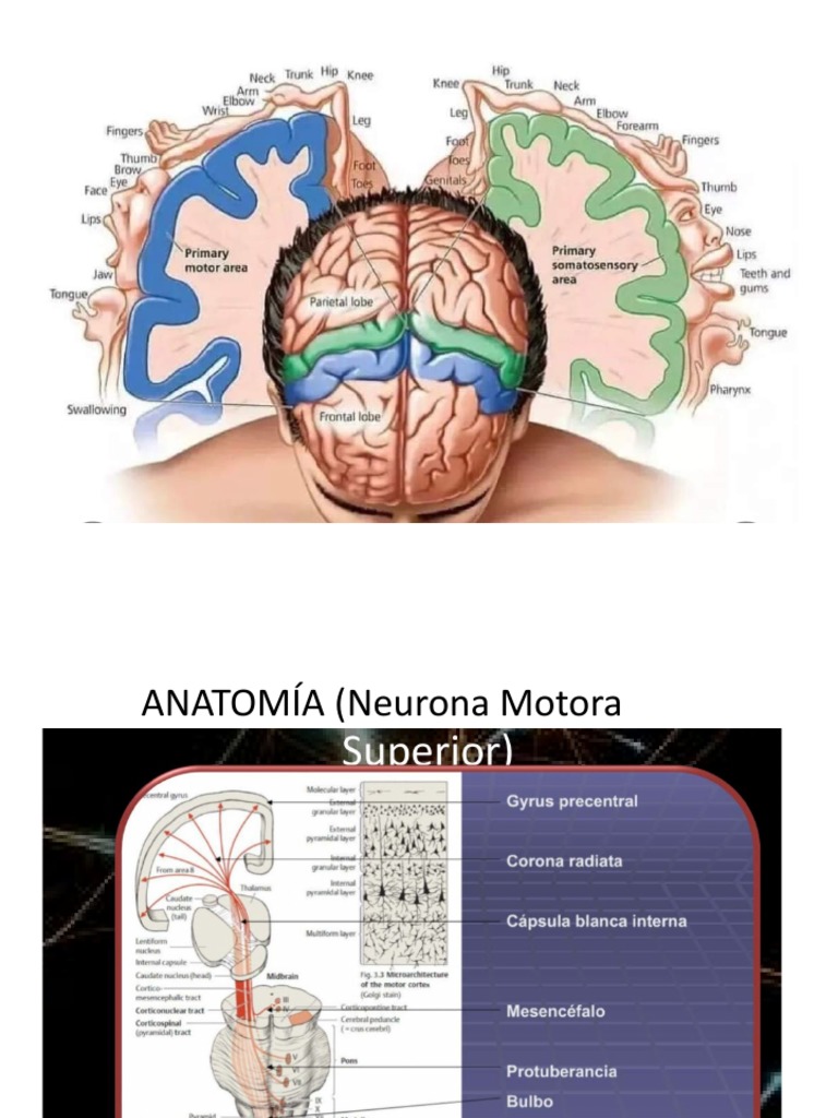 Síndromes Alternos y Vía Piramidal | PDF | Neurociencia | Desórdenes ...