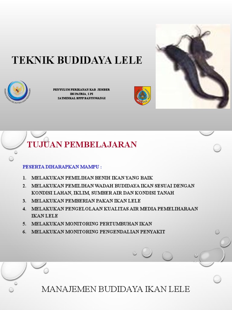 Teknik Budidaya Lele | PDF