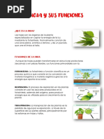 Limbo | PDF | Hoja | Botánica