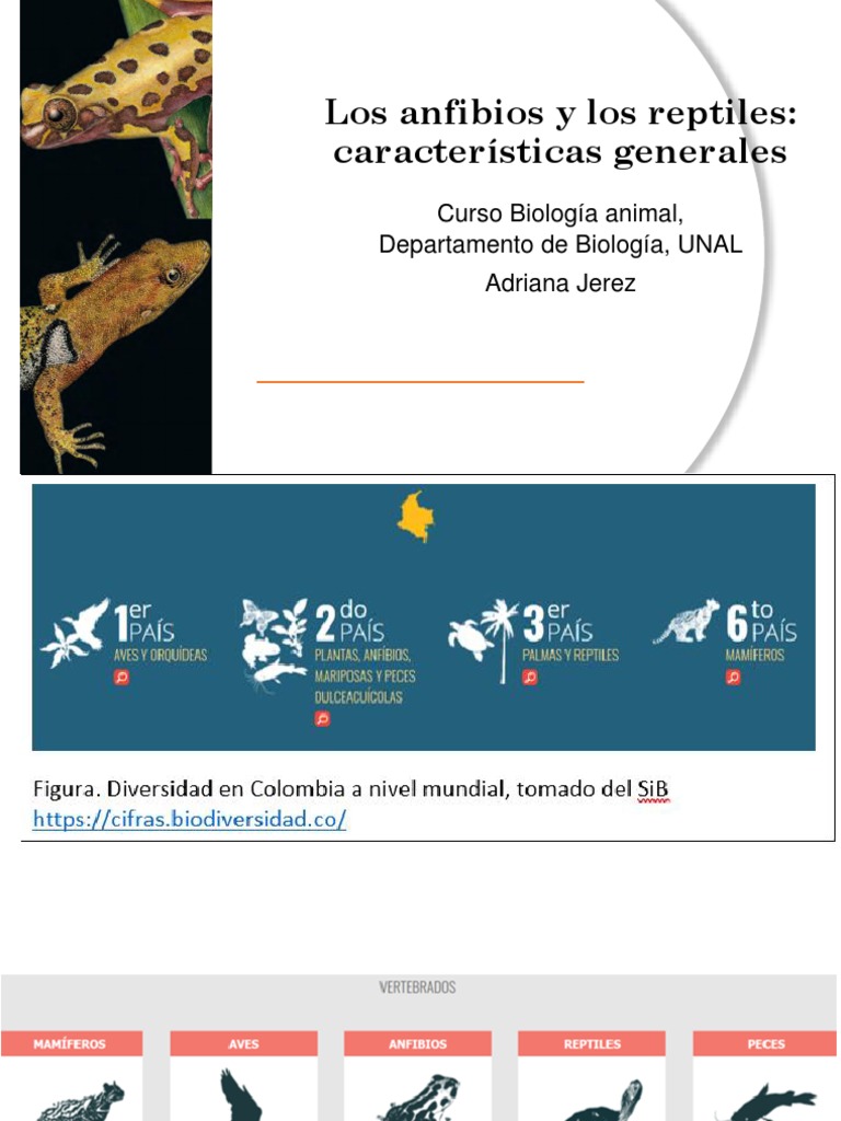 1.DIAPOSITIVASLos Anfibios y Los Reptiles-Notas de Clase ...