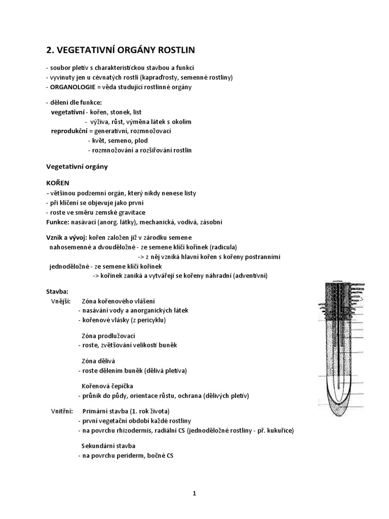02 Vegetativni Org Rostlin | PDF