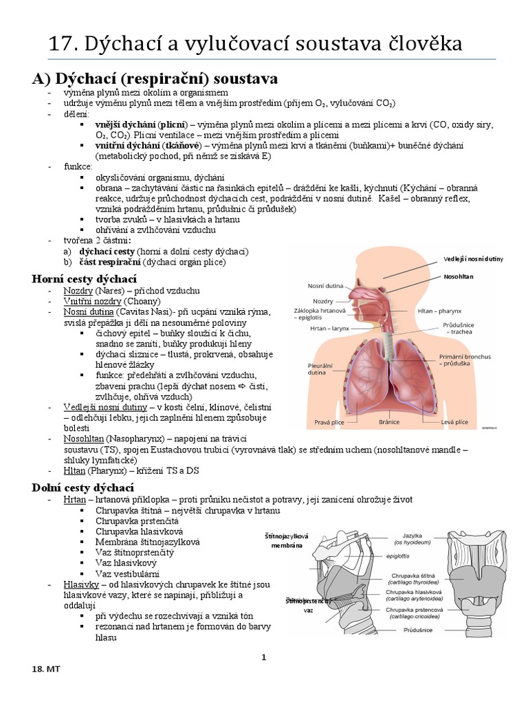 Bi17 Dychaci Vylucovaci Soustava | PDF