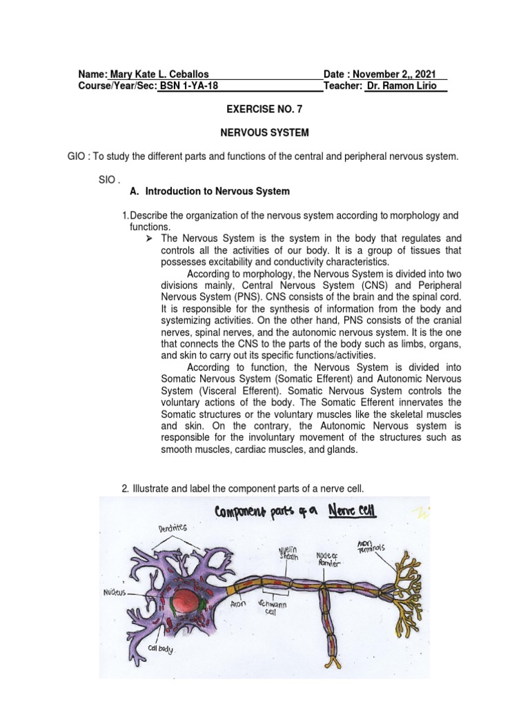 Ceballos, Mary Kate L. (BSN 1-Ya-18) - Week 7 - Laboratory Exercise - The Nervous System Cns and ...