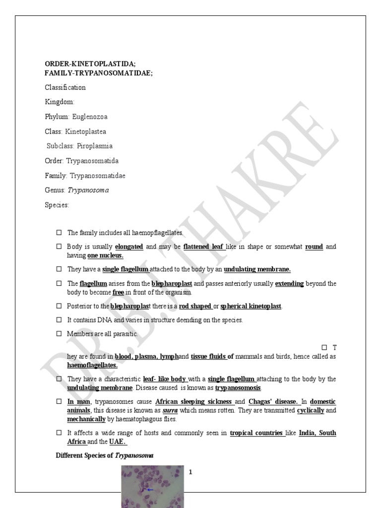 Trypanosoma Evansi | PDF