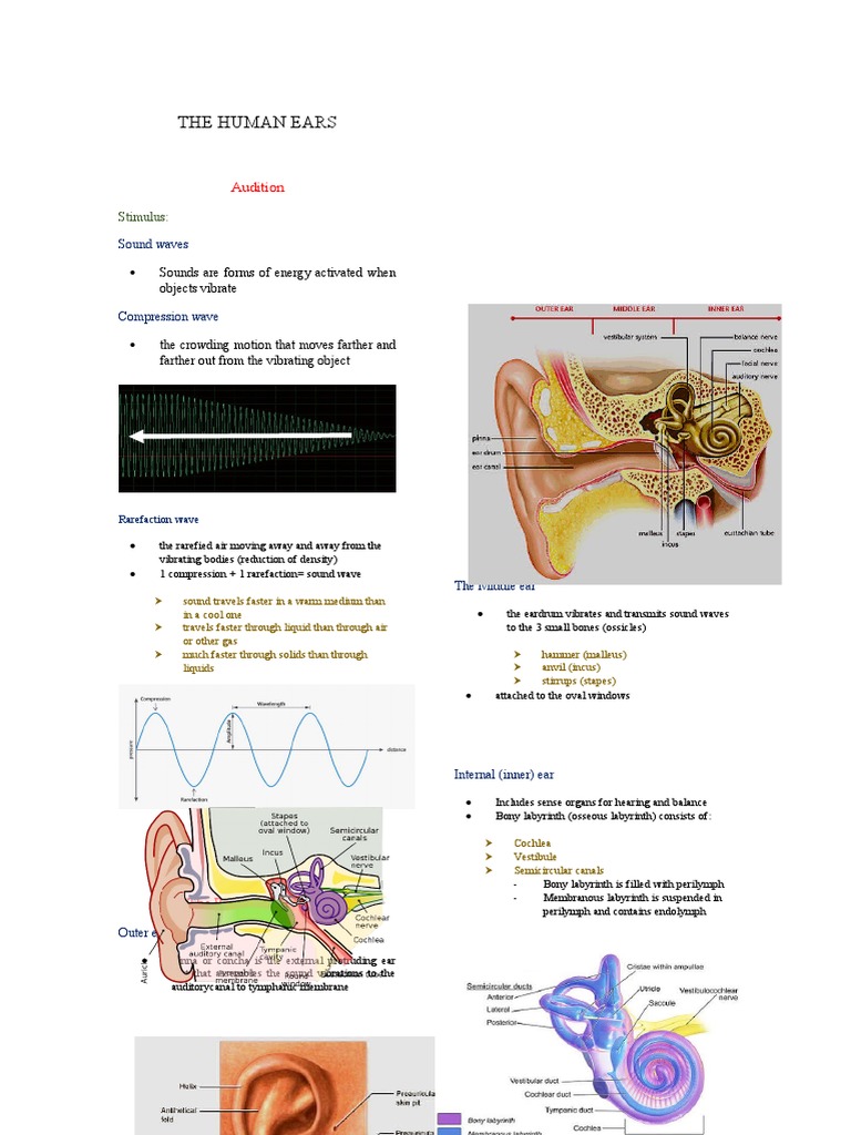 The Human Ears Notes | PDF
