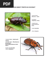Common Crop Pests in the Philippines | PDF