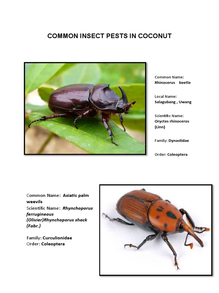 Insect Pests in Agriculture | PDF
