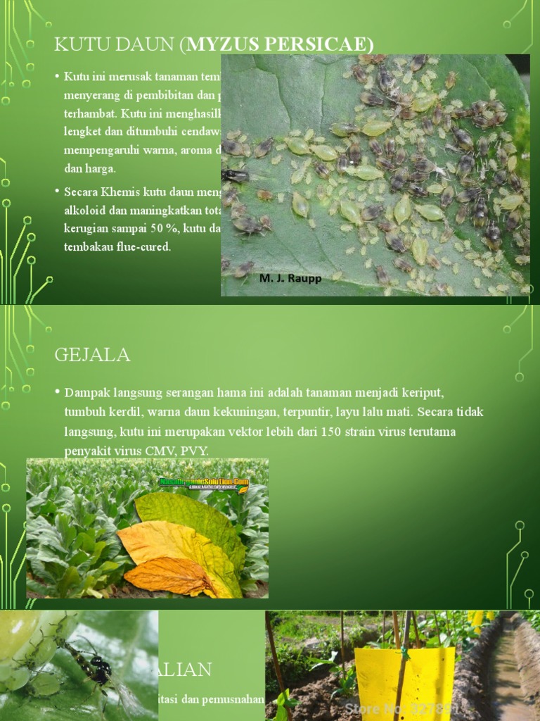 Kutu daun (Myzus persicae) | PDF