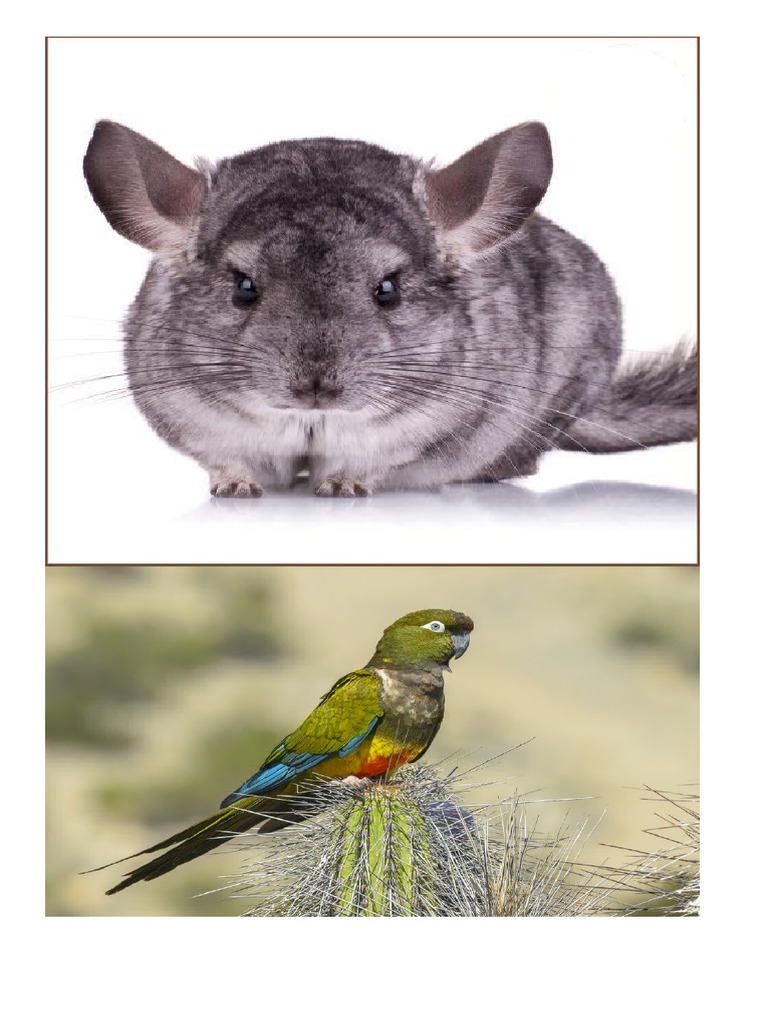 Animales para Imprimir | PDF