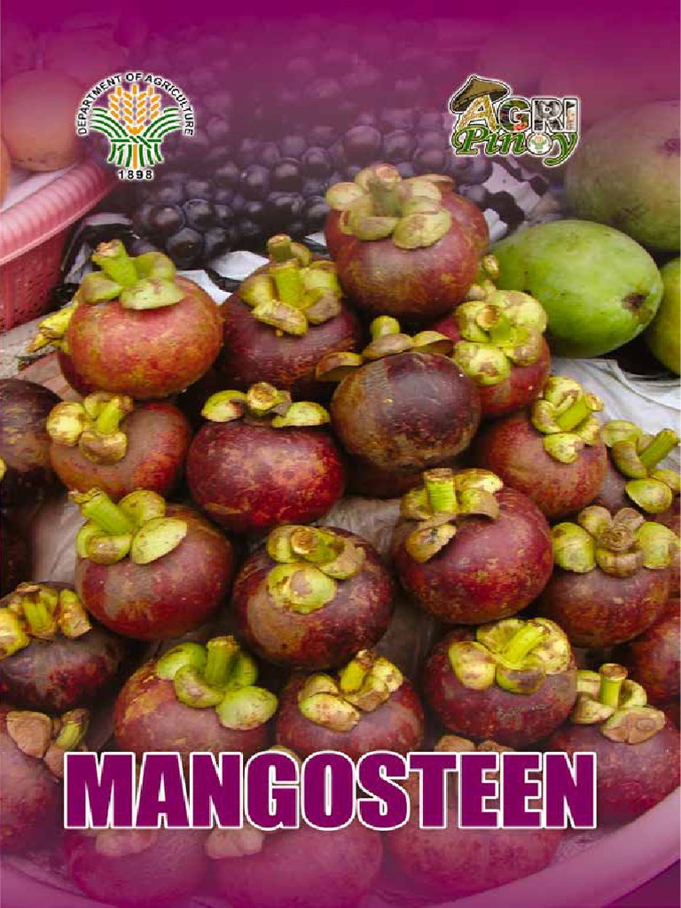 Mangosteen Cultivation and Benefits Guide | PDF | Fertilizer | Fruit