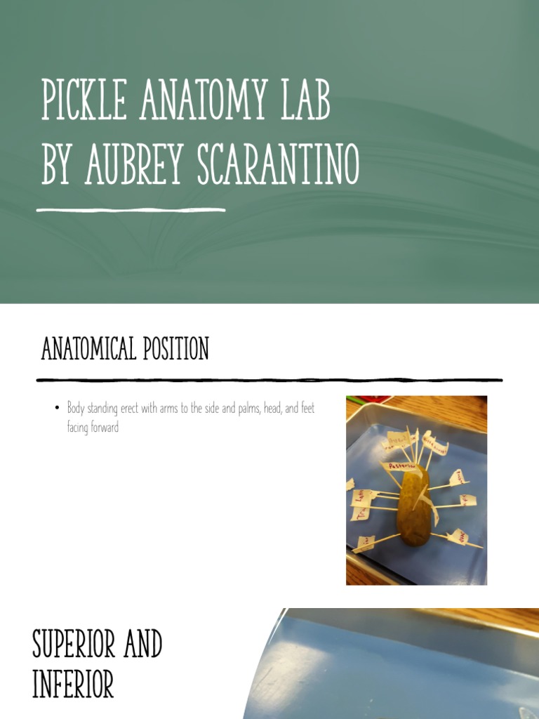 Pickle Anatomy and Anatomical Planes | PDF | Wellness