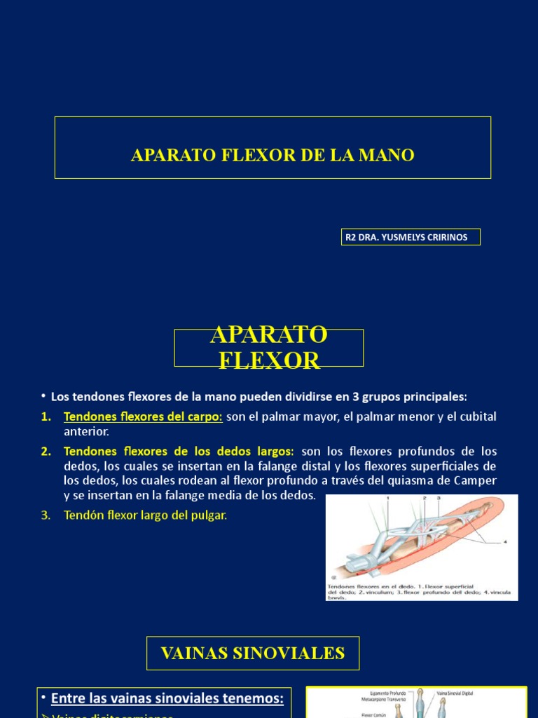 Aparato Extensor y Flexor de La Mano 2 | PDF | Mano | Tejido suave