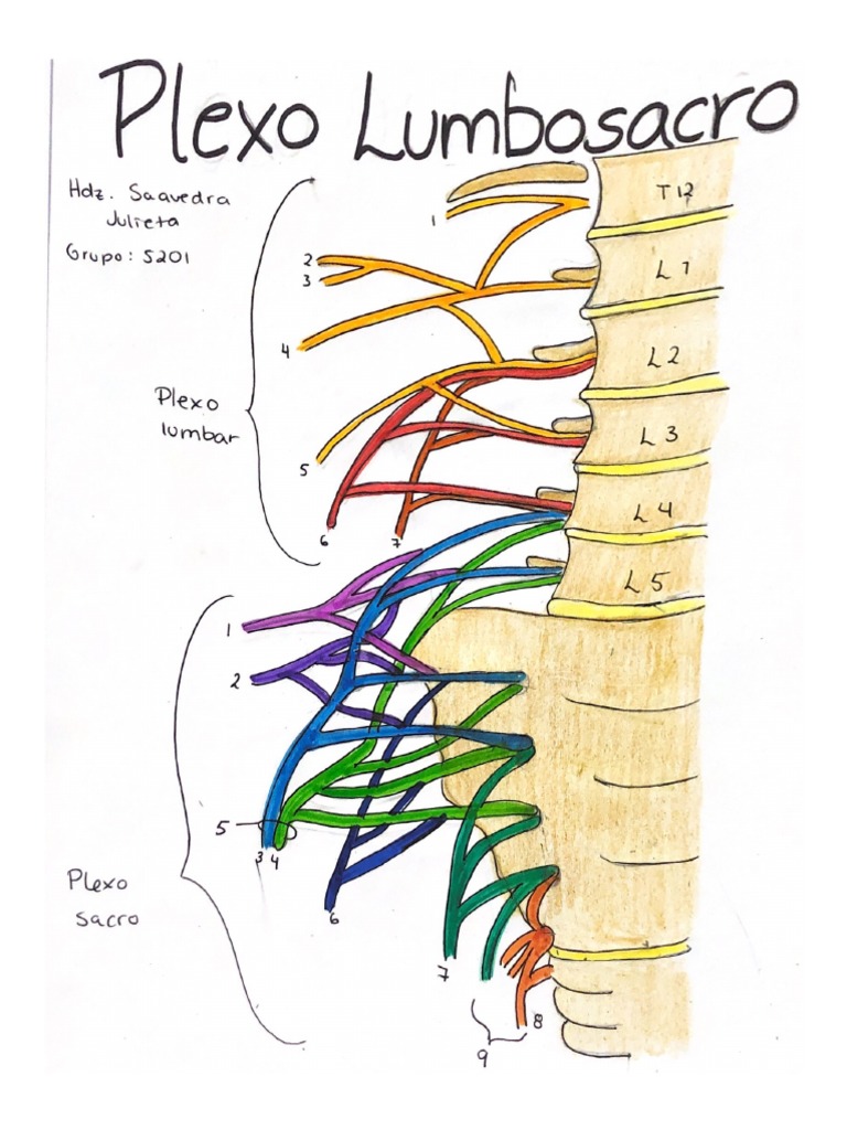 Plexo Lumbosacro | PDF