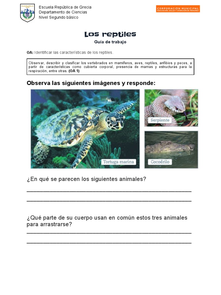 Los Reptiles - Segundo Básico Básico | PDF