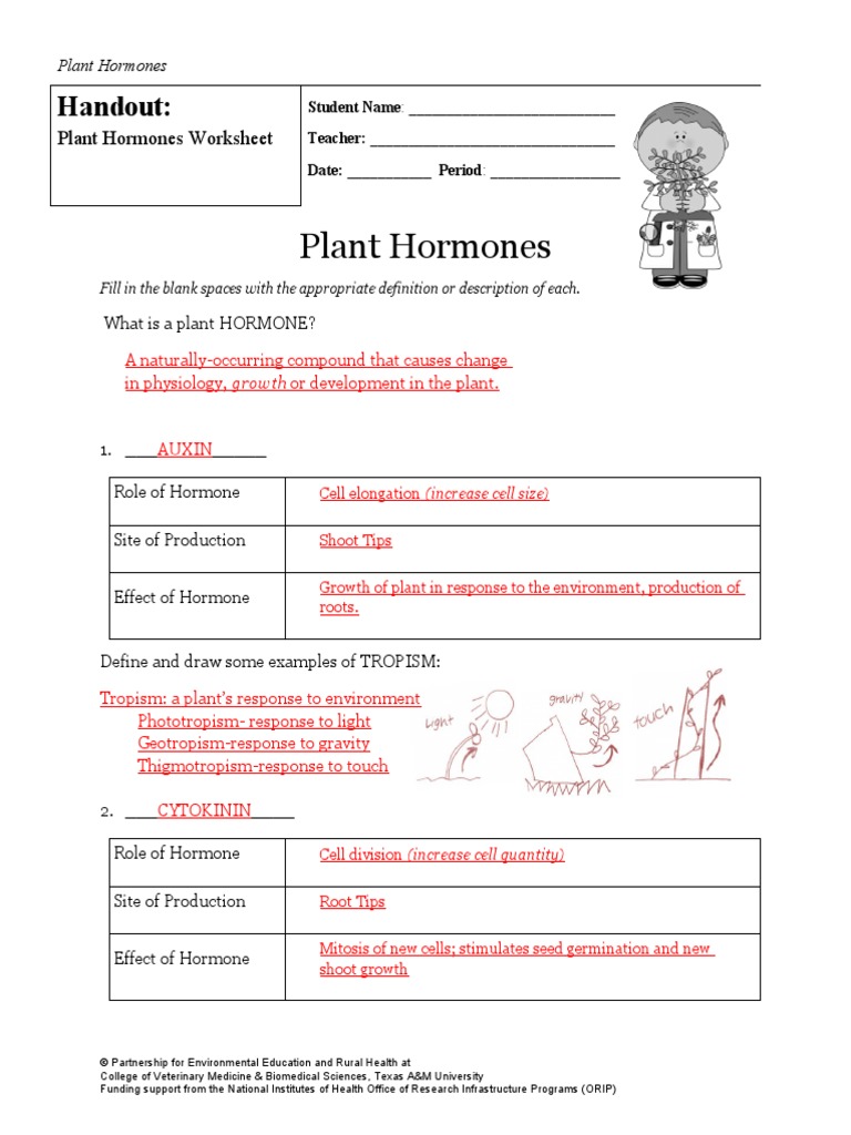 KEY Plant Hormones Handout | PDF | Plant Hormone | Seed